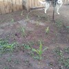 Hopi Blue Indian Corn: Heirloom, Native American Corn, Field Corn, Hopi ...