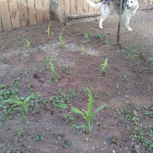 Hopi Blue Indian Corn: Heirloom, Native American Corn, Field Corn, Hopi ...