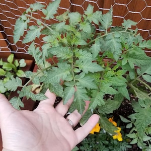 Zapotec ruffled tomato rare Mexican heirloom 15 seeds loves | Etsy