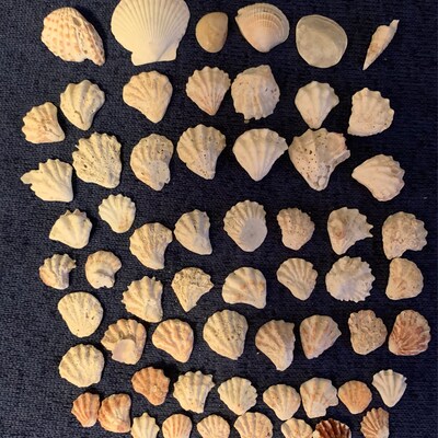 Seashells, Sanibel Island Shells, Florida Souvenir, Cat's Paw Shells ...