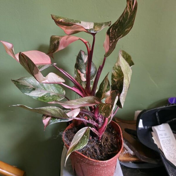 Philodendron Pink Princess Marble "high Pink Color" :indoor Plants ...