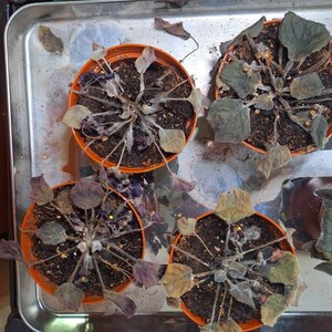 6 ZZ Plant, Zamioculcas Zamiifolia, Zee Zee Plant, Aroid Palm ...