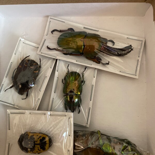 Mixed Real Beetles, Package of 5, Pack of Mixed Beetles, Entomology ...