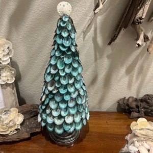 25 to 500 Limpet Shells Seashells Aqua Blue Teal Green Limpet Small ...