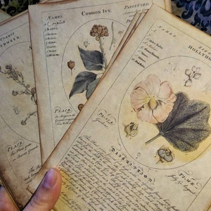 Botanical Ephemera Bundle, Vintage Inspired, 80lb Ivory Cardstock - Etsy