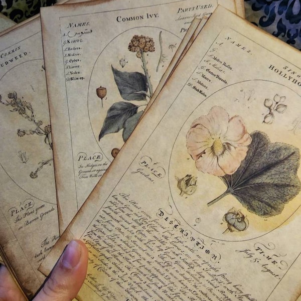 Botanical Ephemera Bundle, Vintage Inspired, 64lb Parchment Paper, Set ...