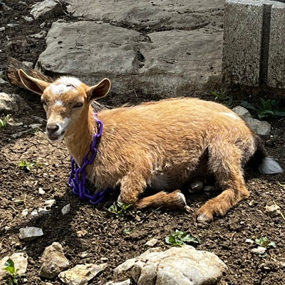 Goat Collar Plastic 6mm Chain With Metal Quick Link 20, 28 and 36 - Etsy