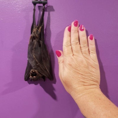 CYNOPTERUS SPHINX Hanging Real Bat Taxidermy Fast Ship - Etsy