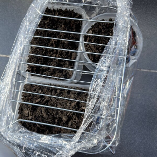 100 Pterocarpus Santalinus Seeds , Red Sanders Seeds , Red Saunders ...