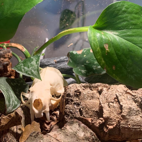 Real American Badger Skull - Taxidea Taxus - American Sourced - Etsy