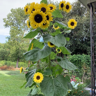 Sunflower Tree Seeds Grows Like a Tree Tower of Flowers Very Hard to ...