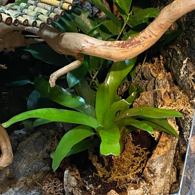 6 Hanging Glass UFO Capsule Plant Orb/terrarium - Etsy