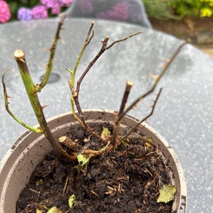 Happy Retirement Rose Bush Gift Wrapped Help A Colleague or Friend ...