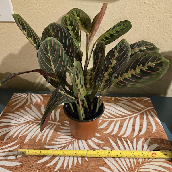 Red Maranta or Green Maranta in 4" Pot - Etsy