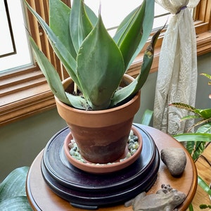 Zone 8 Plant, XL Agave Americana 'marginata' Variegated Century Plant ...