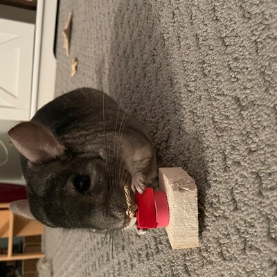 Petal Piñata Chinchilla / Rat / Degu / Rabbit / Guinea Pig / Hamster ...