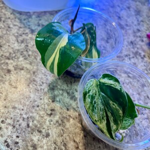 Epipremnum Aureum japanese Global Pothos Fully Rooted Extremely Rare ...