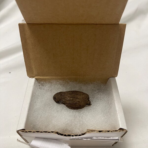 Edible Sagittaria Trifolia Giant Cantonese Sand Arrowhead Tuber for ...