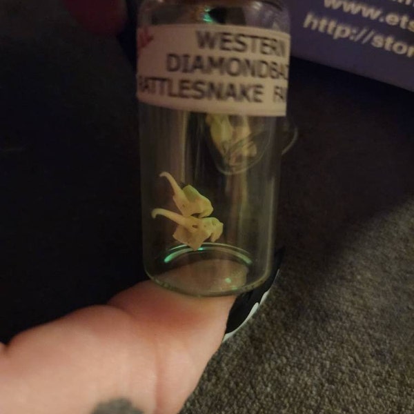 Real Rattlesnake Head Keychain: Closed Mouth 42-30C Y2J - Etsy