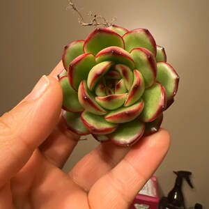 Echeveria Caviar/ Pachyphytum Caviar Imported Succulent - Etsy