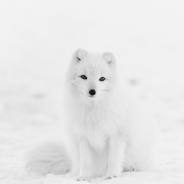 Fox Print White Fox Art Arctic Fox Animal Print White Animal Print ...
