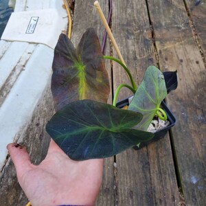 Variegated Spiral Ginger Costus Arabicus Variegatus - Etsy