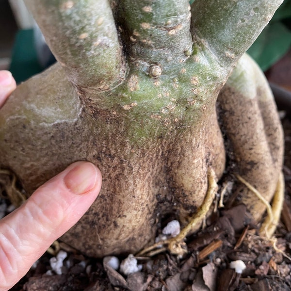 Rare Adenium Obesum Arabicum, Beautiful White Flowers Fat Caudex ...