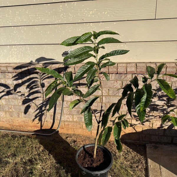 Big Spanish Lime/ Genip/ Mamoncillo melicoccus Bijugatus Live Fruit ...