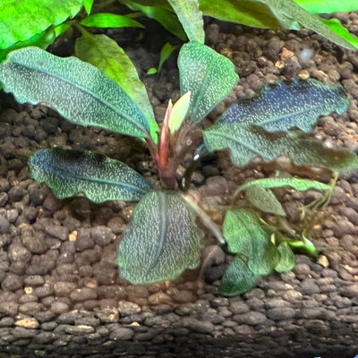 Bucephalandra Plants Live Aquarium Plant - Etsy