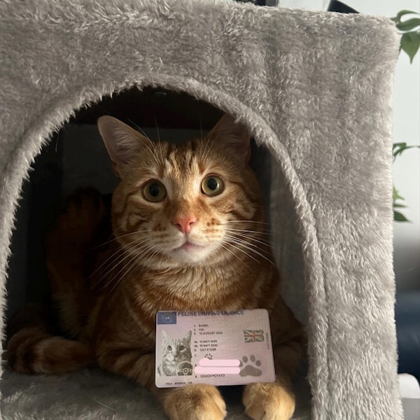 Personalized Cat Driver's License: Feline Novelty Gift - Etsy