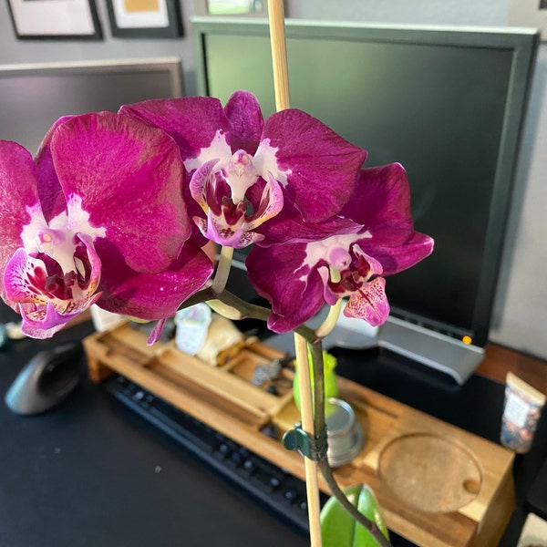 Orchid Phalaenopsis Phal. I-hsin Stacy. Mottled Leaves. Bloom Size ...