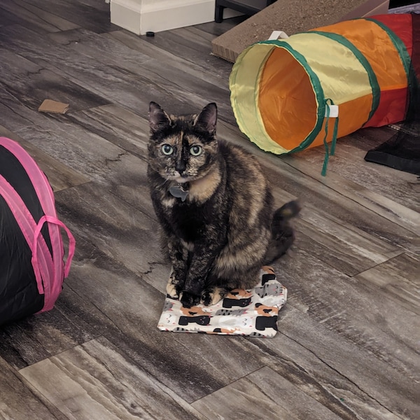 Refillable Catnip Cat Mat - Etsy