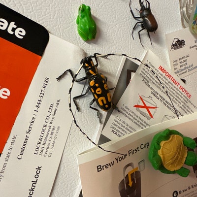 Ladybug, Bug Magnet, Small Size Handmade Clay Magnet Insect Figurine ...