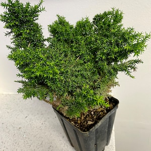 Hosta 'afterglow' 3 Pot Size Starter Plant - Etsy