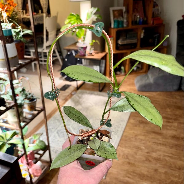 Twisted Copper Spider Web Trellis - Spider Gemstone Plant Trellis- Hoya ...