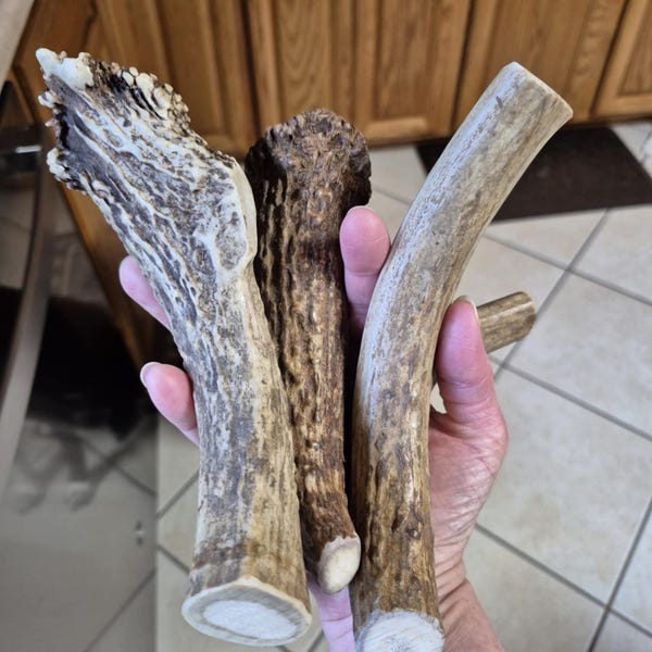 Deer Antler Toggle: Naturally Shed Deer Antler Toggle, One Toggle ...