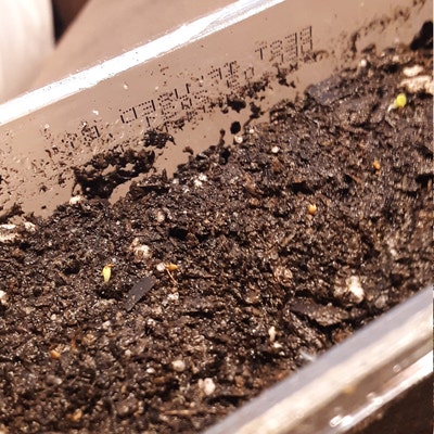 Lithops Aucampiae 'jackson's Jade' C395, 10 Seeds - Etsy