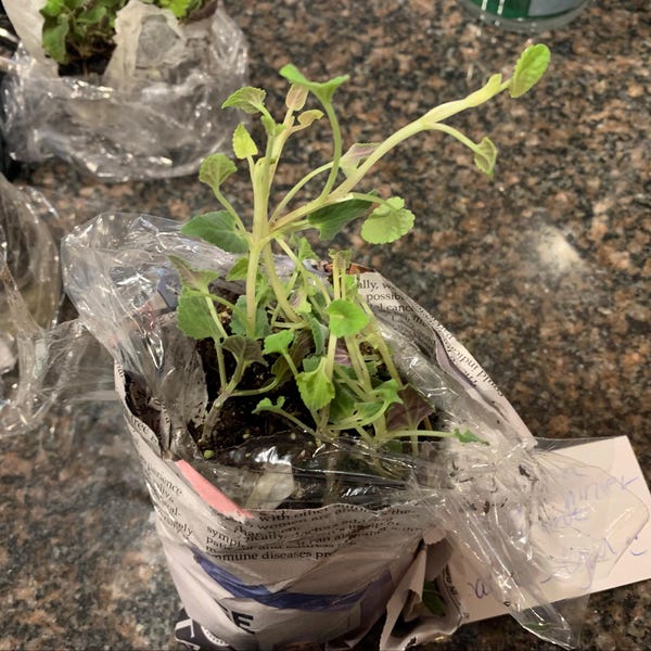 True Love Lenten Rose Rare Flowering Perennial Live Plant Lenten Rose ...