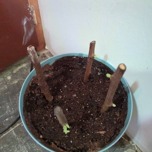 4 Cuttings of Che Seedless Fruit Tree, Dormant, No Roots, No Leaves - Etsy