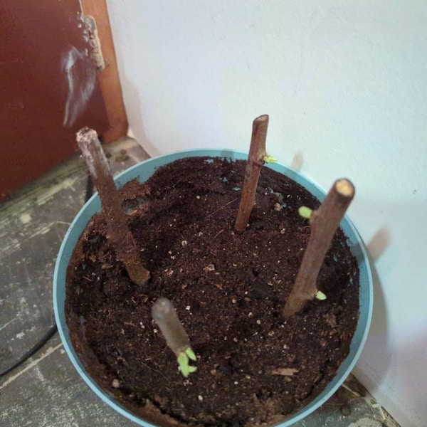4 Cuttings of Che Seedless Fruit Tree, Dormant, No Roots, No Leaves - Etsy