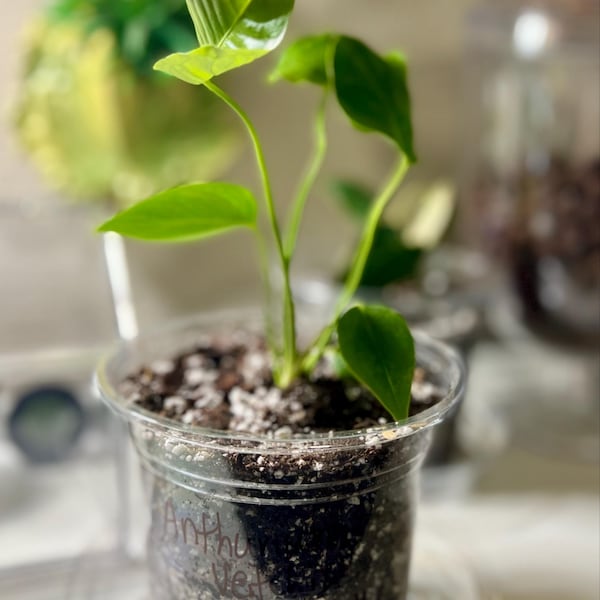 Desert Rose ‘double Noble’ Starter Plant (ALL STARTER PLANTS Require ...