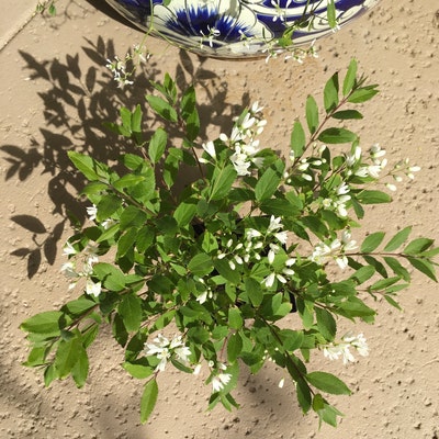 Deutzia Gracilis 'nikko' Dwarf Nikko Deutzia Live Plant 4 Pot Size ...