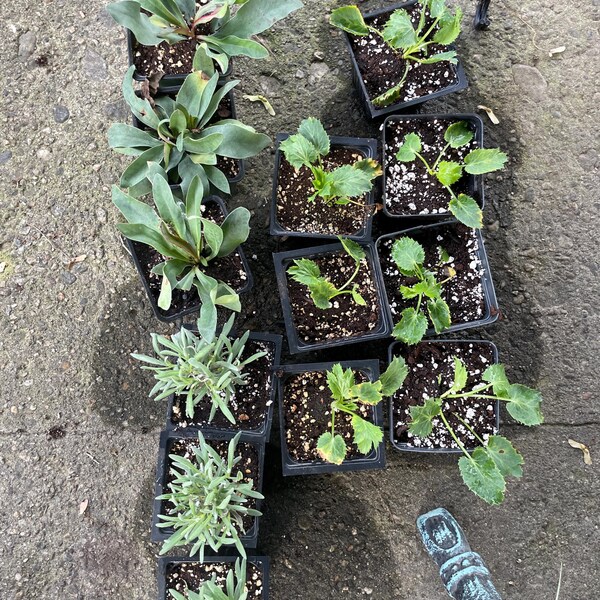 5 Mixed Coreopsis Starter Perennials. Loves Sun. Super Easy to Grow ...