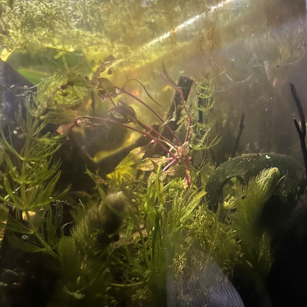 BUY 2 GET 1 FREE Hornwort-coontail (ceratophyllum Demersum)-easy Live ...