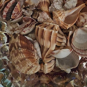 Spiny Jewel Box Sea Shells, Jewel Box Shells, Sanibel Sea Shells ...