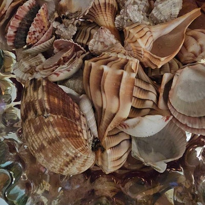 Spiny Jewel Box Sea Shells, Jewel Box Shells, Sanibel Sea Shells ...