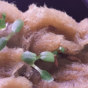 Cold Hardy Chili Pepper Seeds Capsicum Flexuosum Aka - Etsy Canada