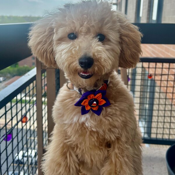 Dog Collar, Best in Show, Animals, Cow, Longhorn, Highland, Pig ...