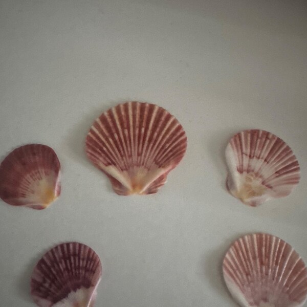 Set of 3 Paper Fig Shells / Seashells - Etsy