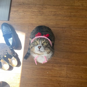 Heart Headband for Cats, Valentine's Day Cat Accessories, Cat Photo ...